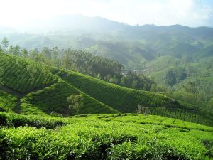 History of Black Tea: From China to the World - Coffee & Tea Kingdom