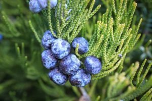 Juniper Berry Tea: Simple Guide to Benefits and Brewing - Coffee & Tea ...