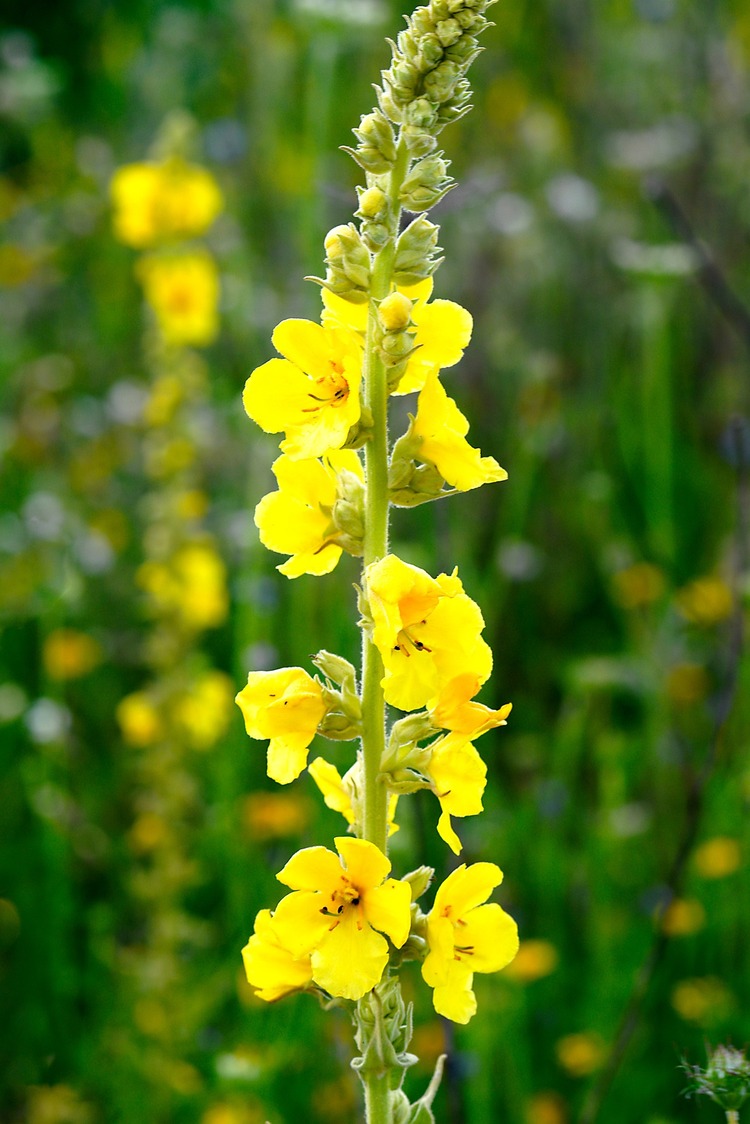 What Does Mullein Tea Taste Like? An Earthy Herbal Brew - Coffee & Tea ...