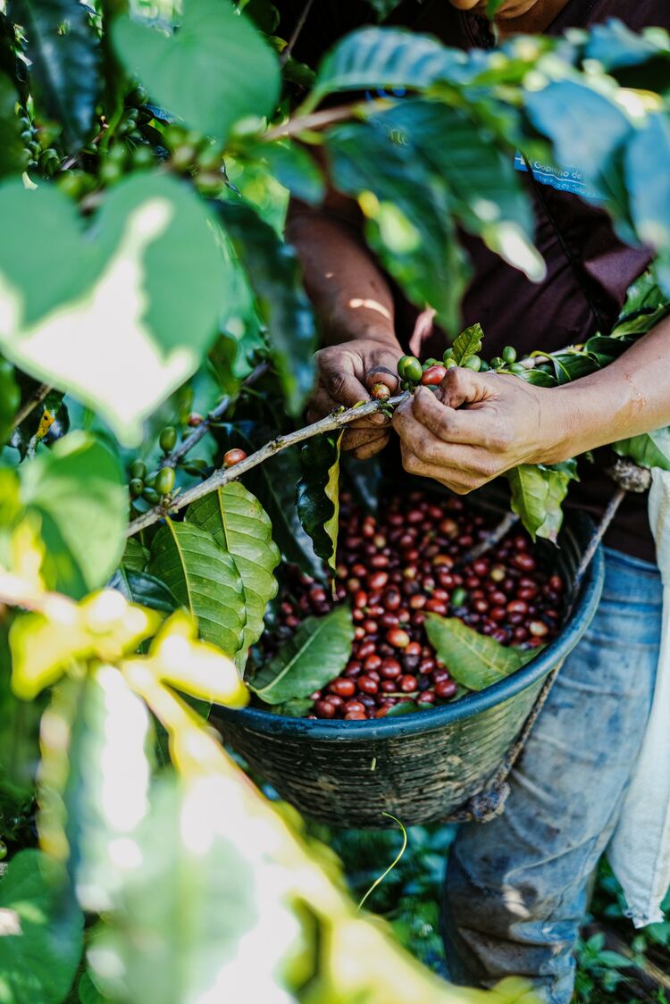 Coffee Growing Regions: A Guide to World's Finest Beans - Coffee & Tea Kingdom