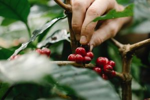 Coffee Harvesting: A Quick Guide for Enthusiasts - Coffee & Tea Kingdom