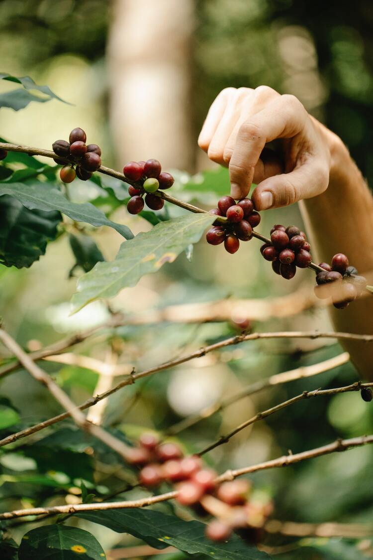 Coffee Harvesting: A Quick Guide for Enthusiasts - Coffee & Tea Kingdom