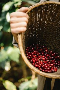 Coffee Harvesting: A Quick Guide for Enthusiasts - Coffee & Tea Kingdom