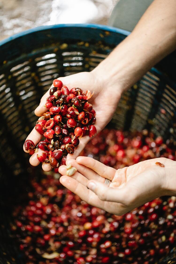 Coffee Harvesting: A Quick Guide for Enthusiasts - Coffee & Tea Kingdom