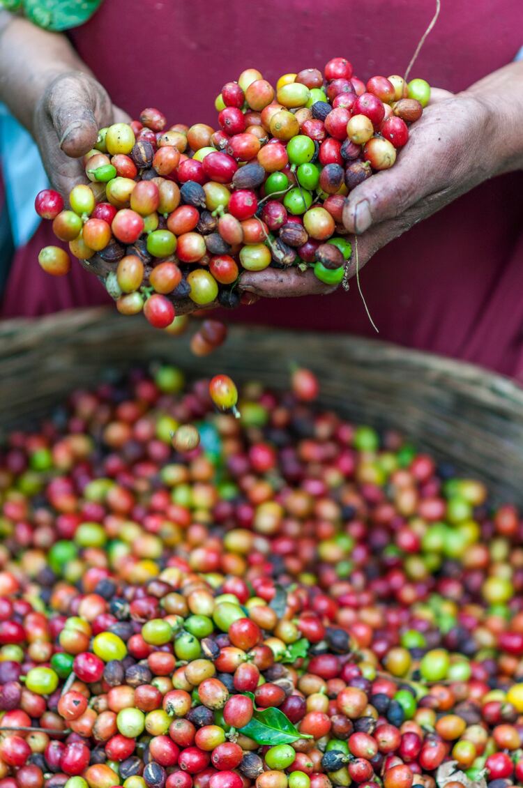 Coffee Growing Regions: A Guide to World's Finest Beans - Coffee & Tea ...