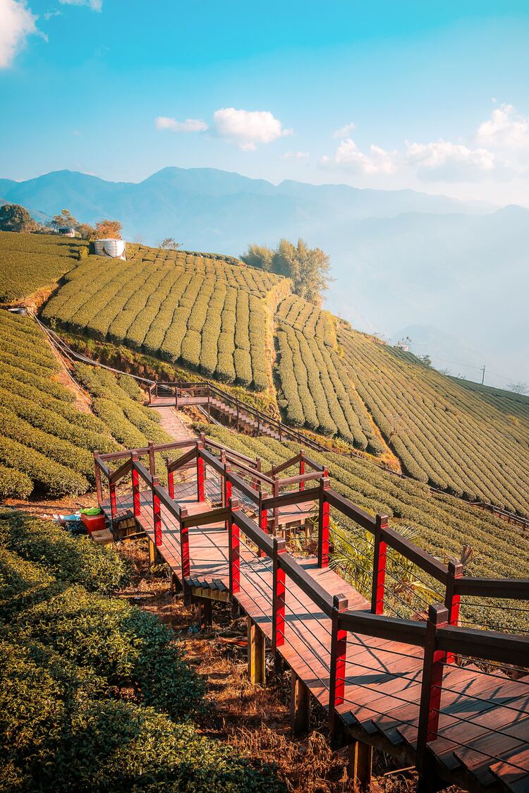 Jin Xuan Tea: A Guide to Its Origin and Flavor Profile - Coffee & Tea ...