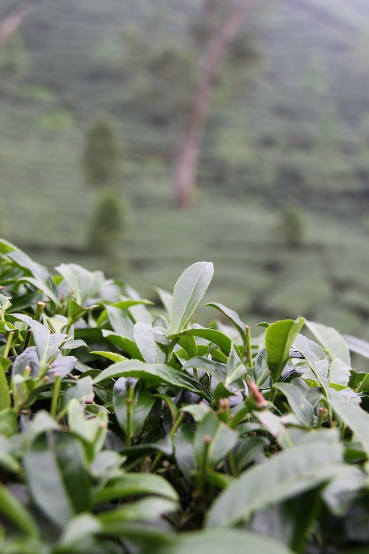 Jin Xuan Tea: A Guide to Its Origin and Flavor Profile - Coffee & Tea ...